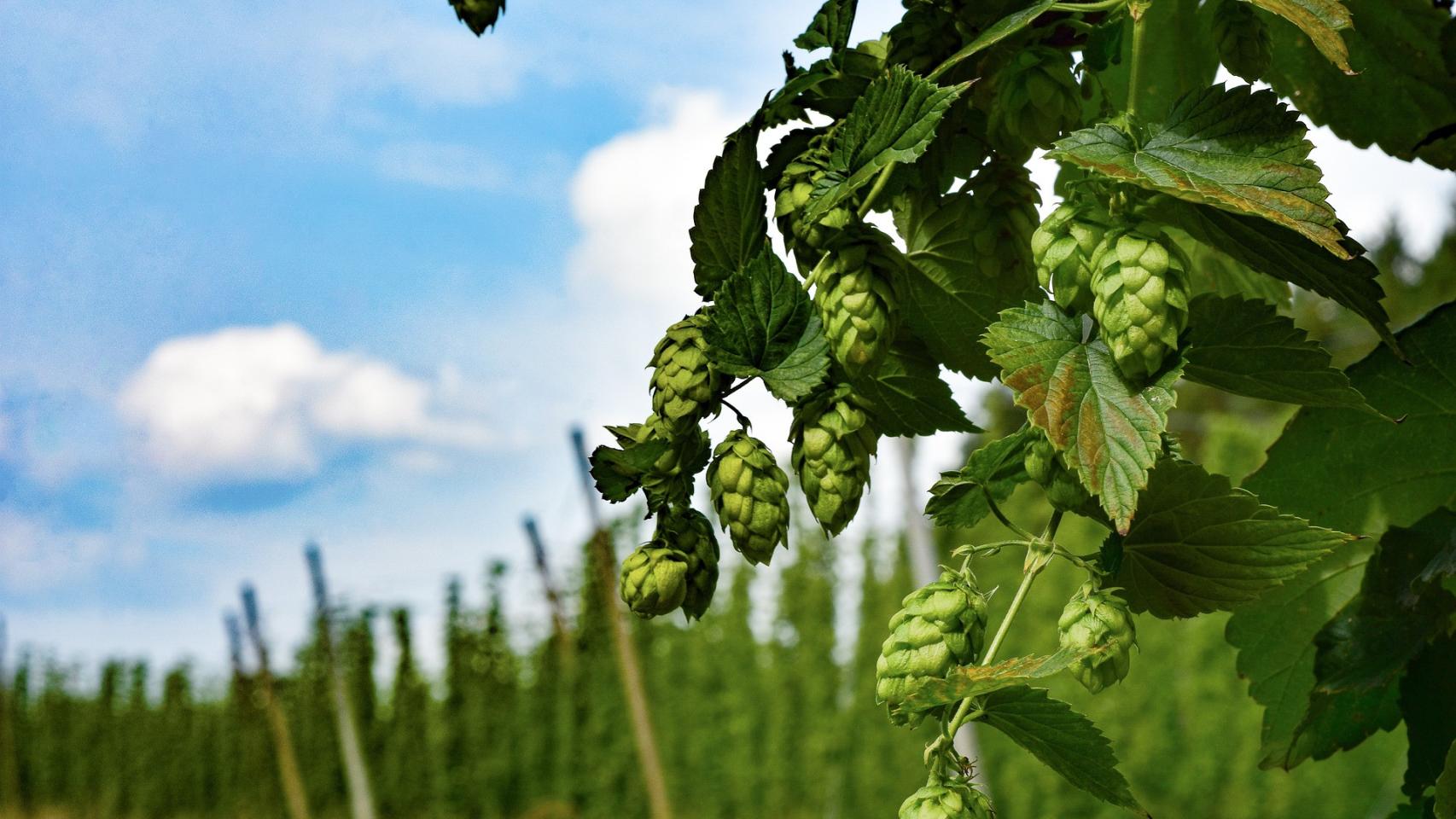 El cambio climático amenaza a la cerveza: la producción de lúpulo en ...