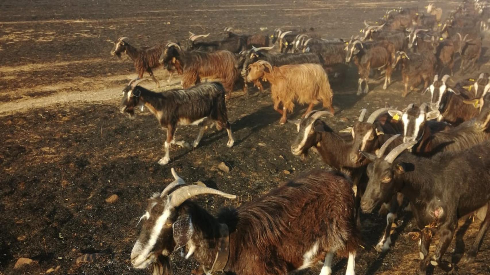 Del infierno de sacrificar 500 cabras a la ilusión de renacer: "No os ...