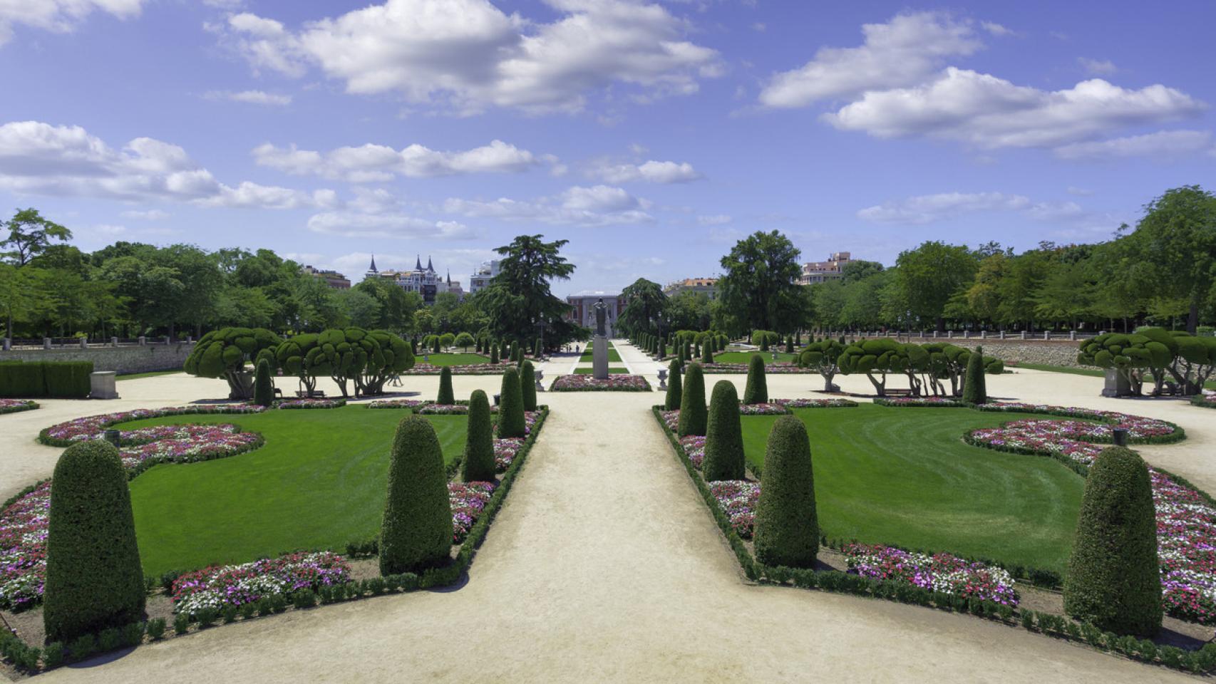 El árbol más antiguo de Madrid es una especie exótica y seguro que has ...