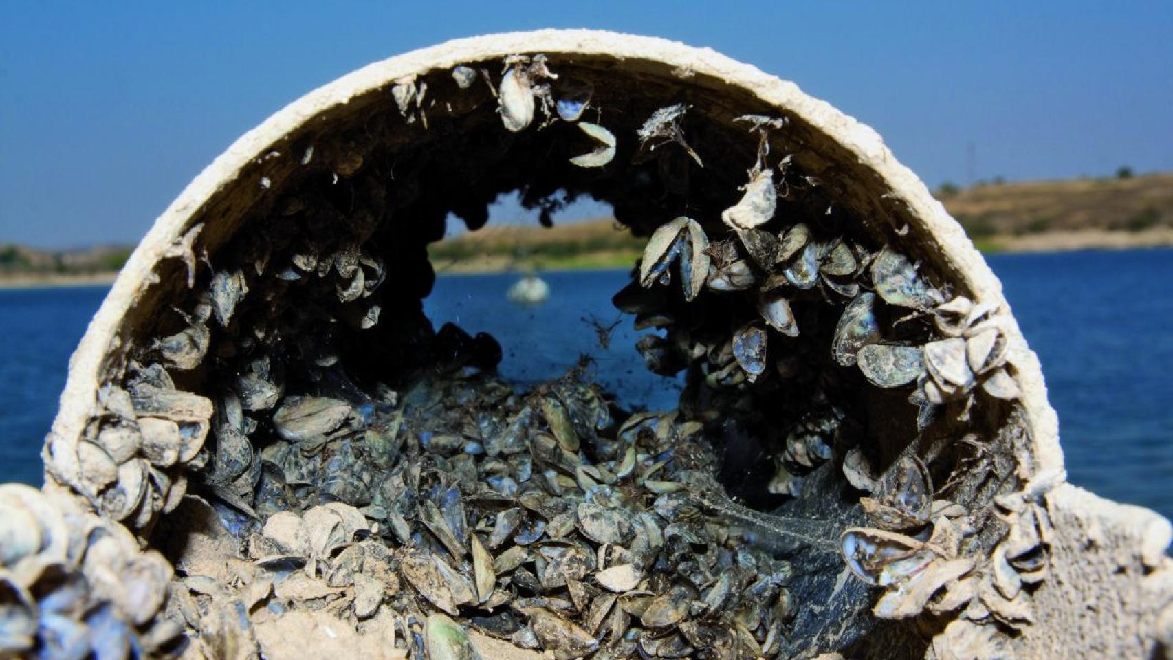 La Confederación Hidrográfica del Segura usa PCR en su lucha contra el ...