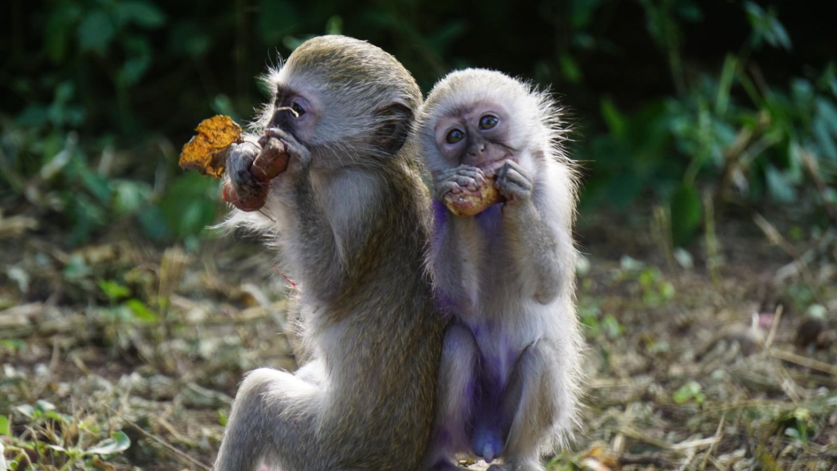 De Málaga a Sudáfrica para rescatar a monos vervet en peligro: la ...