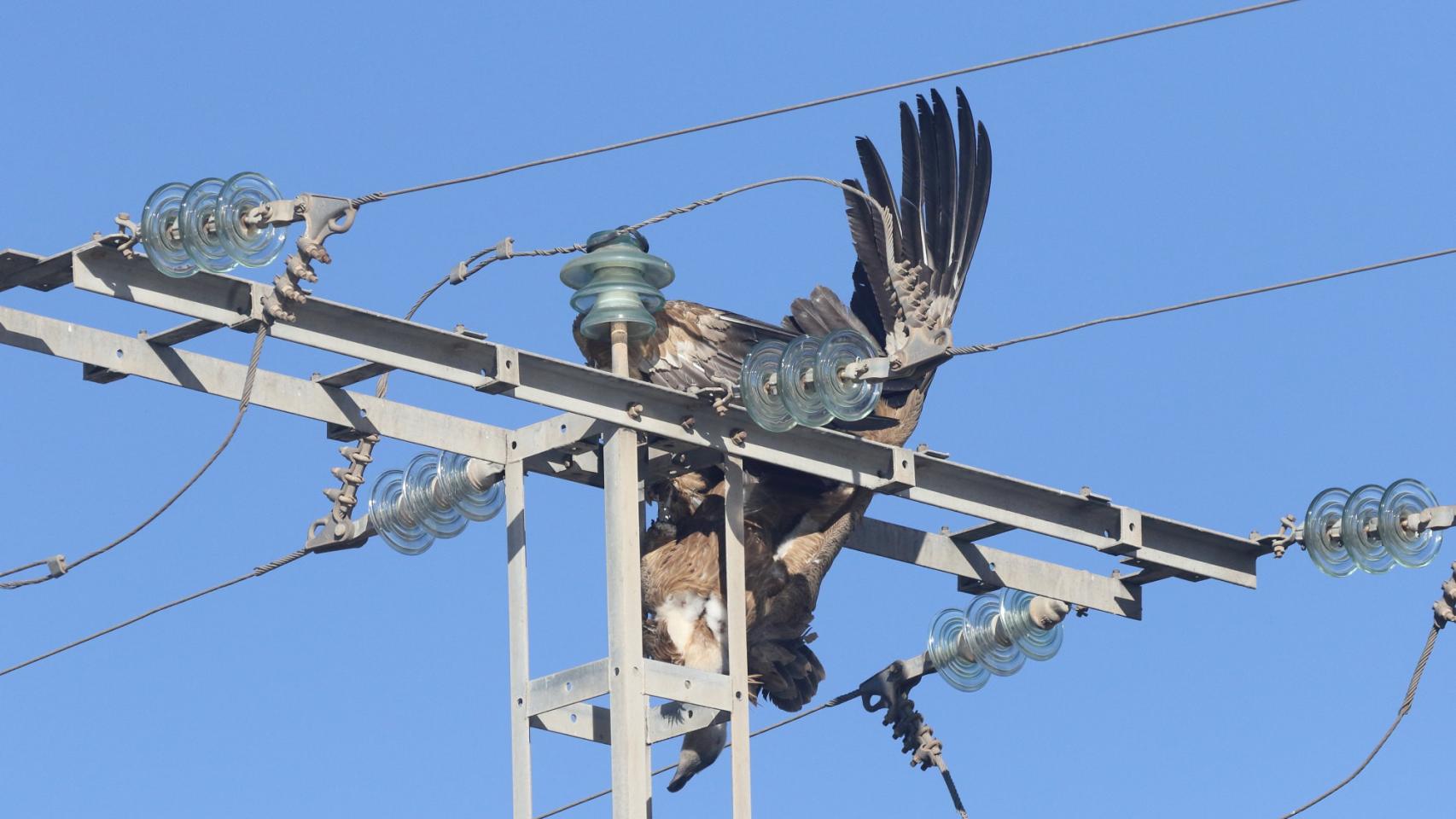 La impactante imagen de un buitre leonado electrocutado en las Salinas ...