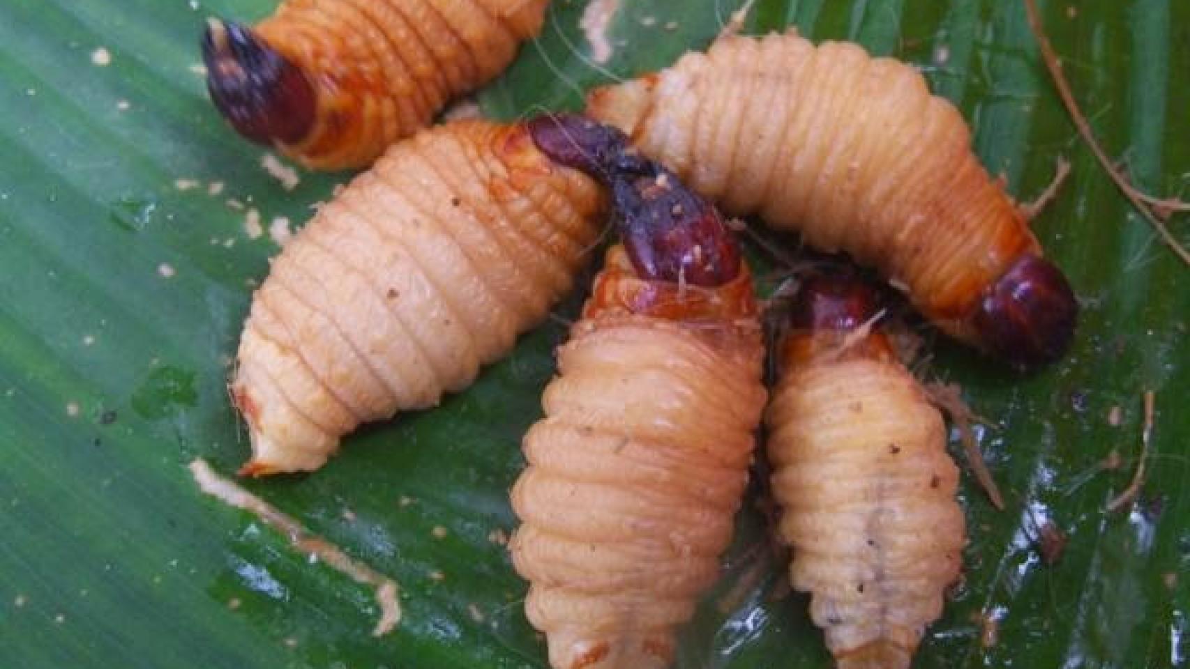 Los 31 días infernales de Jhonatan Acosta atrapado en la selva ...