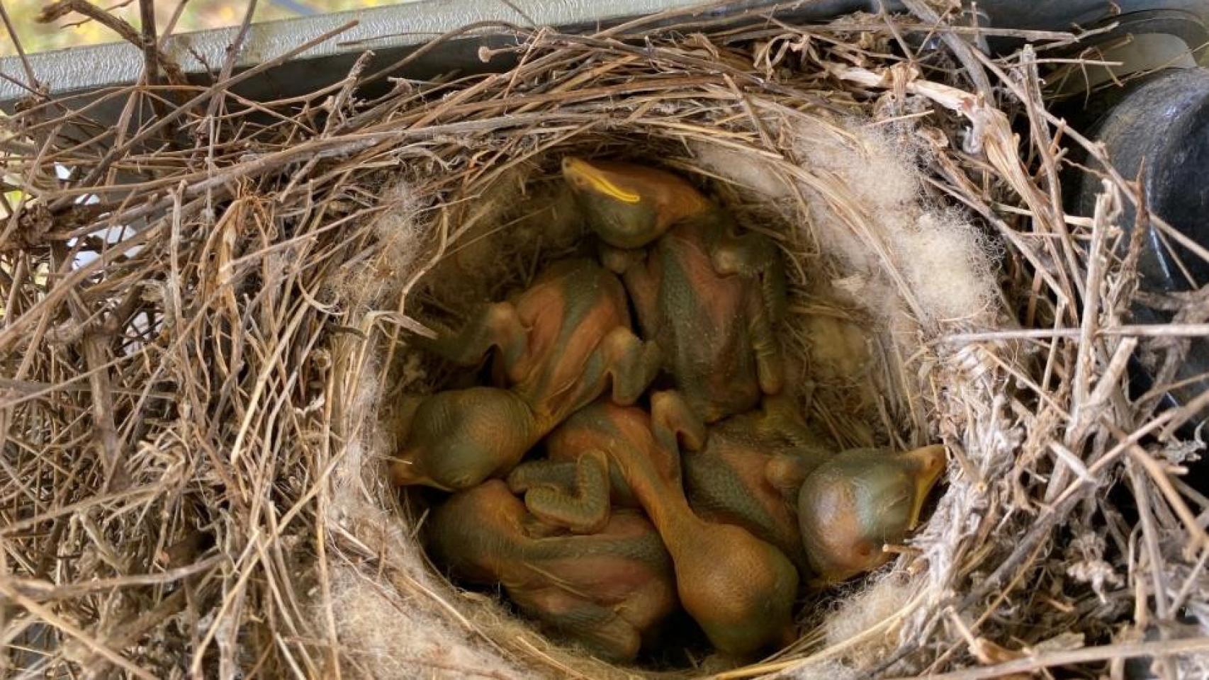 Operación Nido: así salvaguarda Naturgy la reproducción de las aves en ...