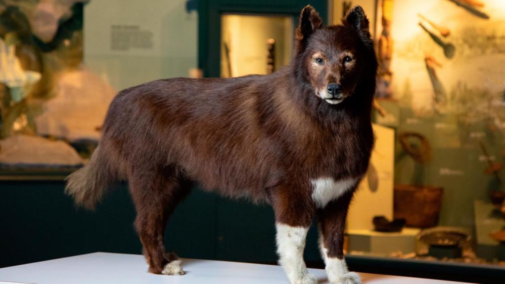 La otra leyenda de Balto, el perro esquimal: el análisis de su genoma ...