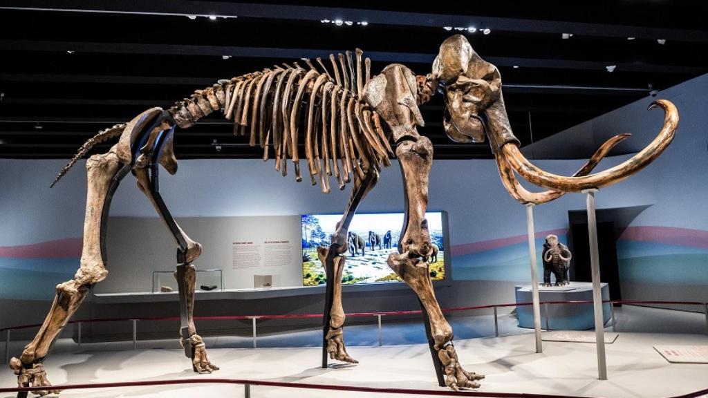 Todas las huellas de mamuts conducen a CaixaForum Madrid