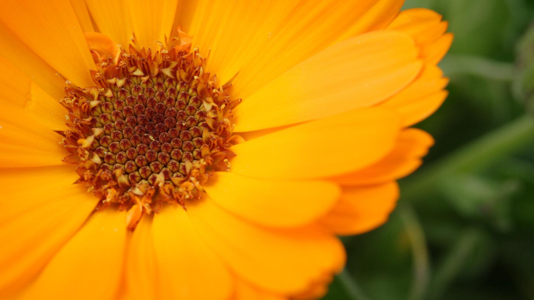 Estas son las flores que resisten mejor el calor de verano y que puedes ...