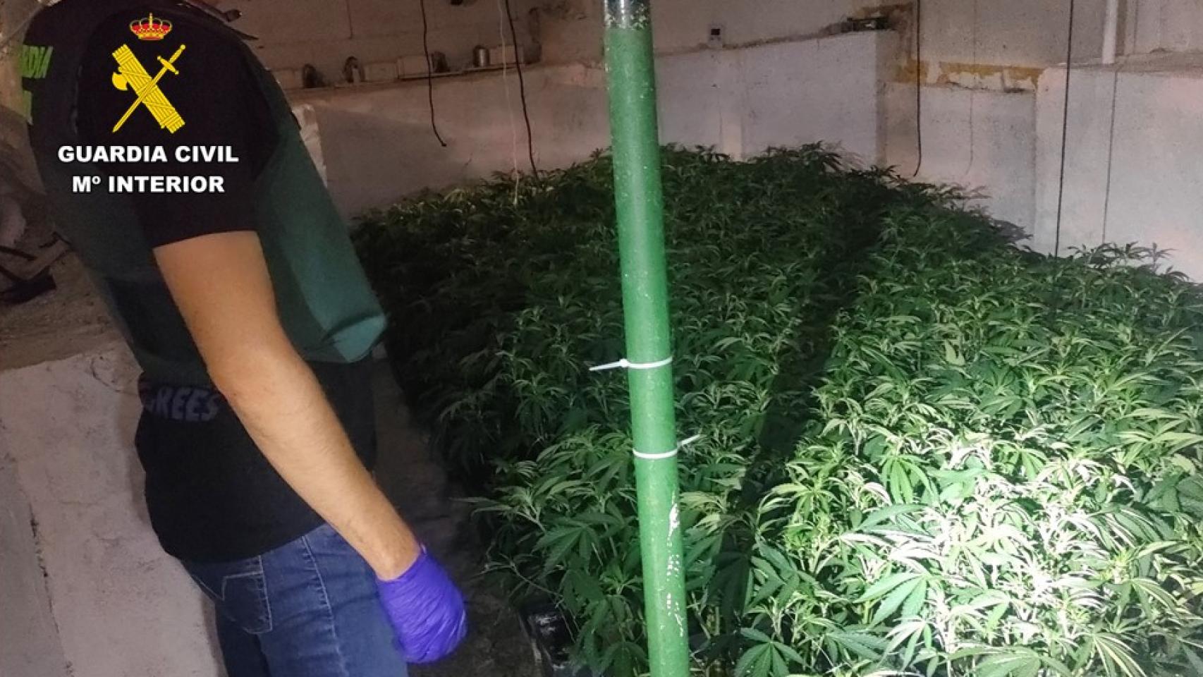 Un correo anónimo destapa dos plantaciones de marihuana en urbanizaciones de lujo de Altea
