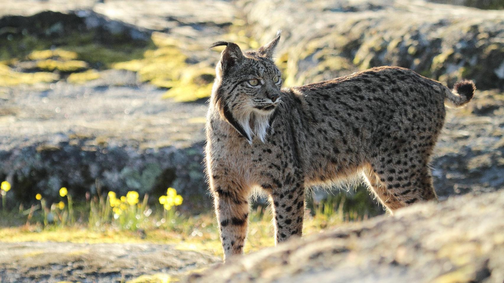 Los Agentes Forestales de Madrid localizan un ejemplar de lince ibérico ...