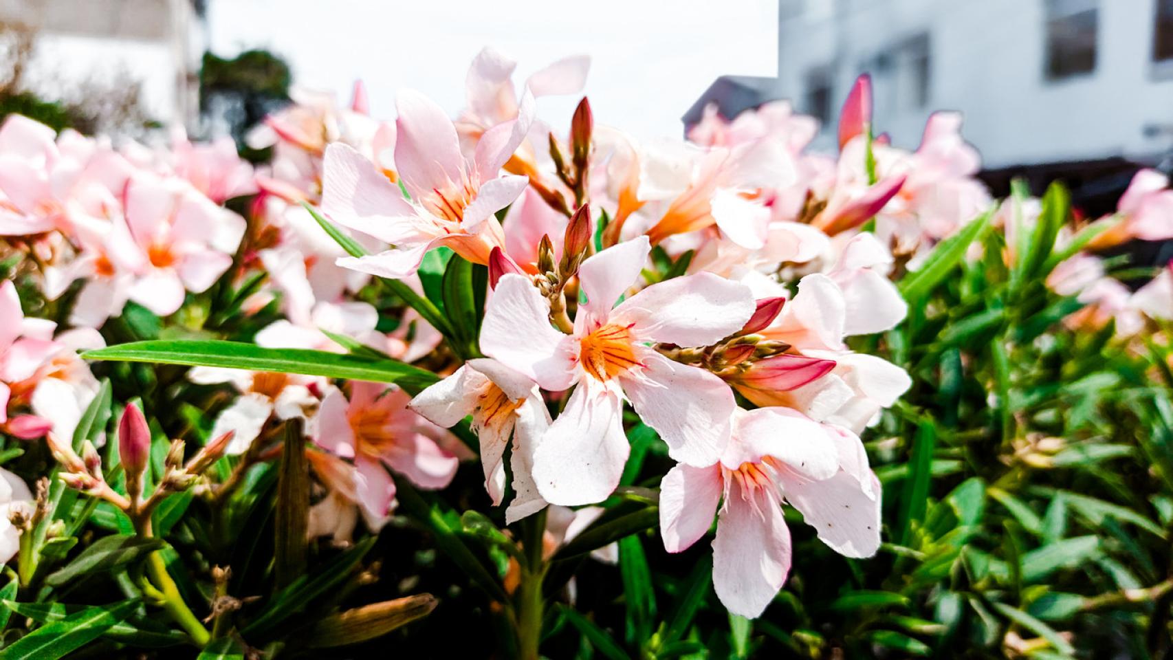 Estas son las plantas peligrosas que no deberías tener en tu casa o ...