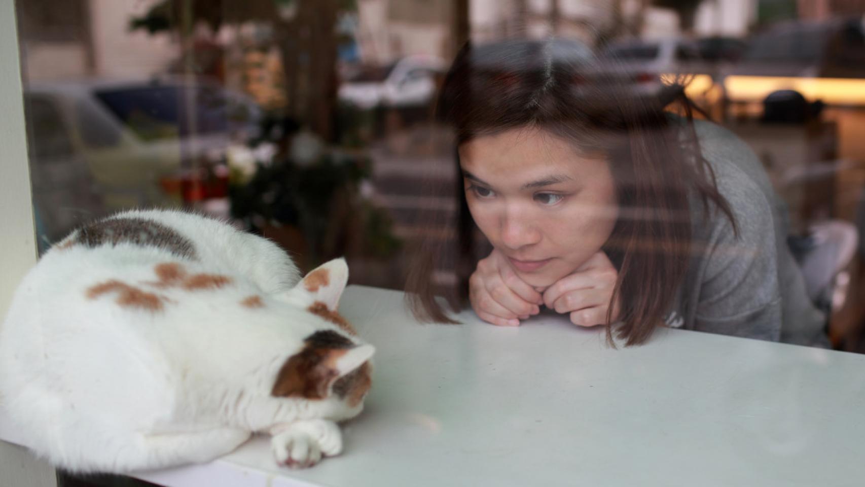 ¿Tus gatos te ignoran? Esto es lo que deberías hacer para atraer su ...