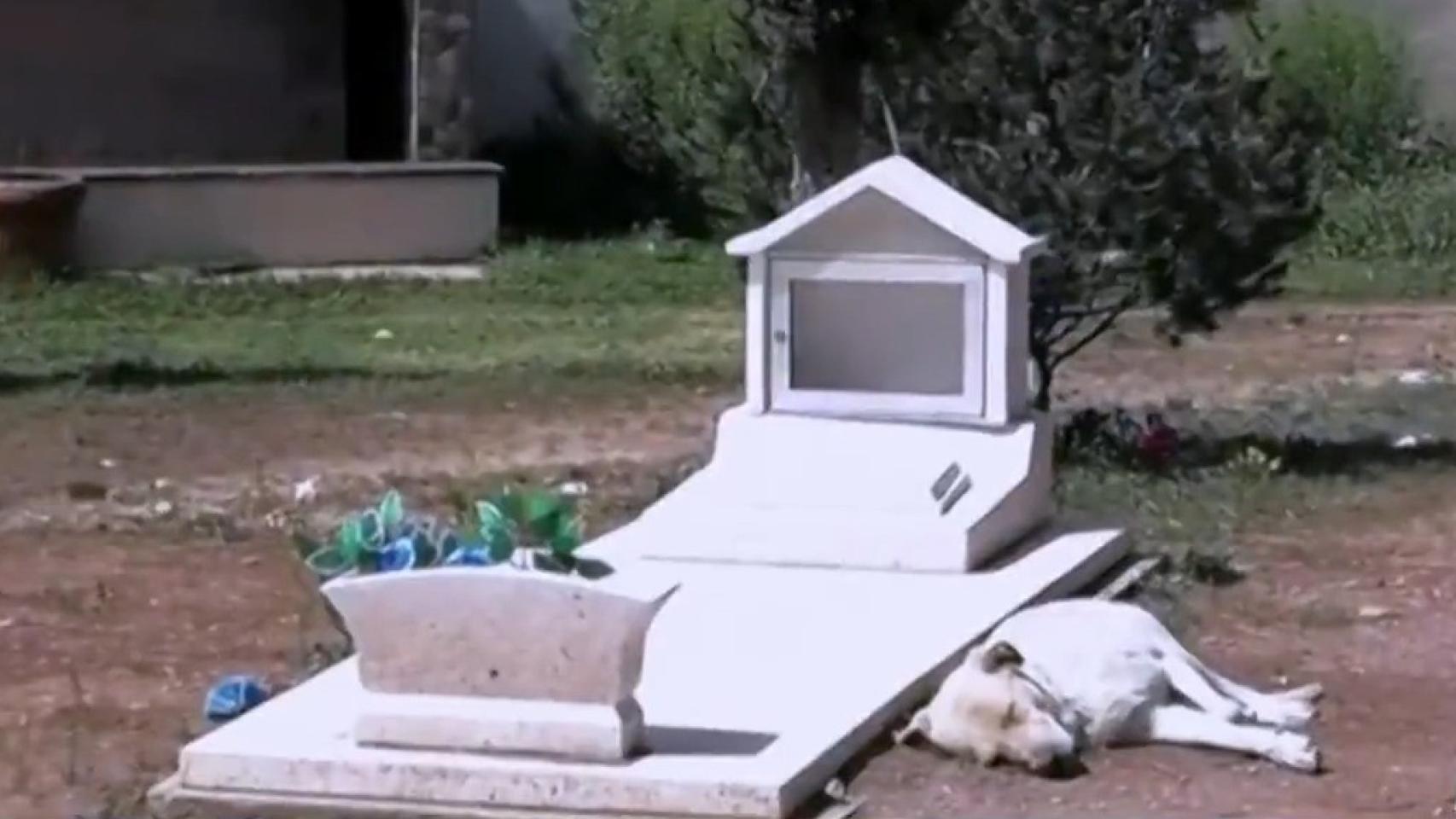 El perro que permanece al lado de su dueño incluso después de su muerte ...