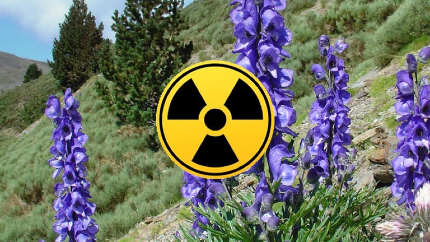 El anapelo azul, el veneno letal chino que crece en el Pirineo: basta ...