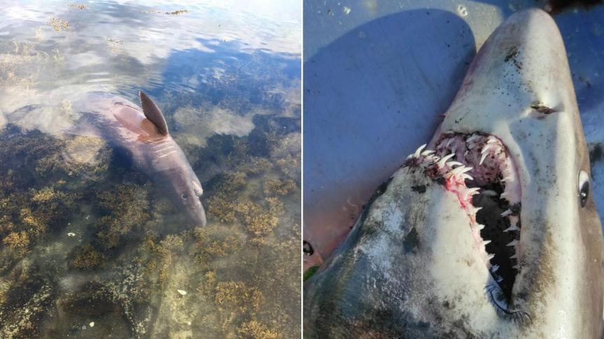 'The Sun' alerta a los turistas británicos de la presencia de tiburones ...