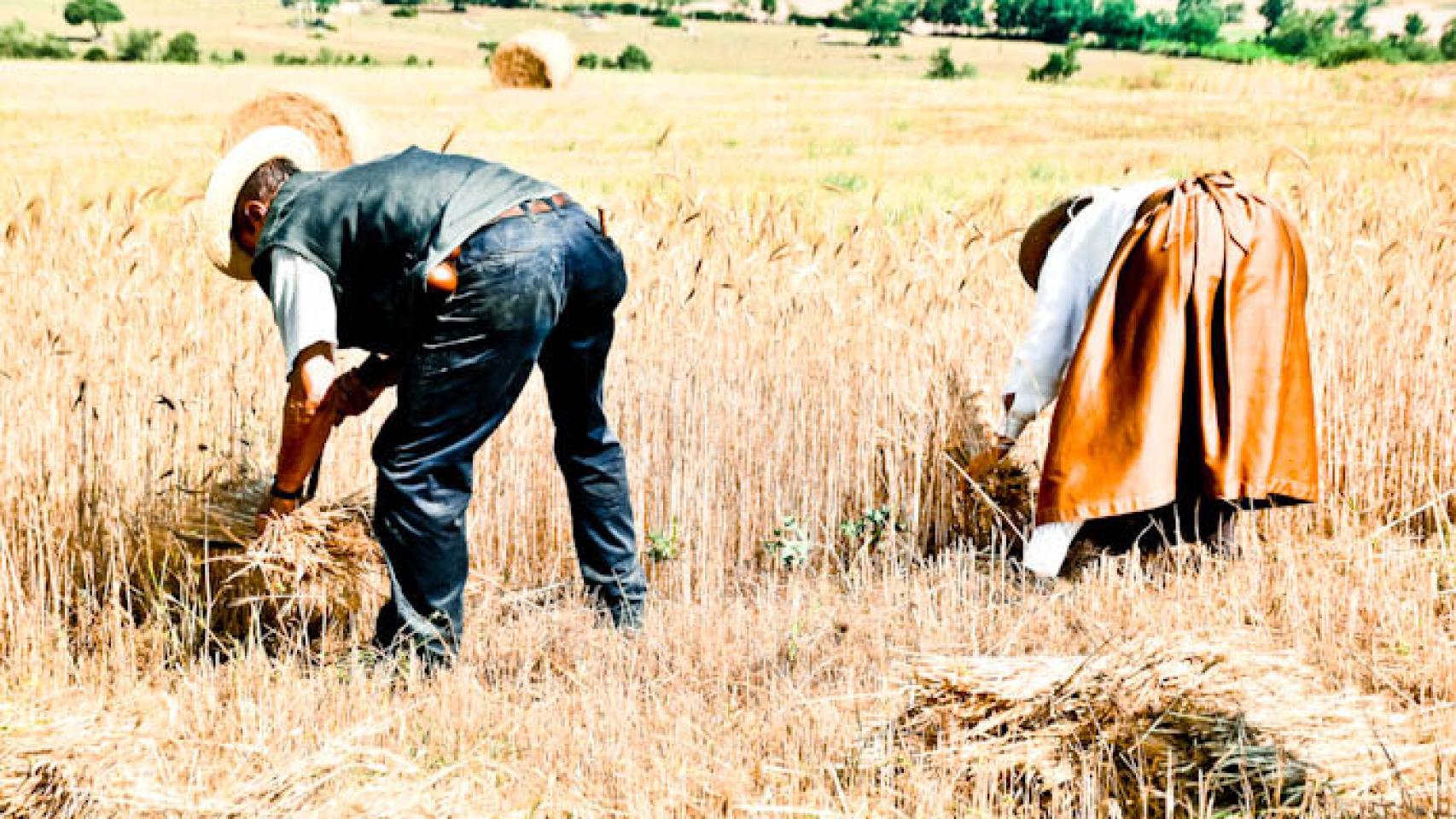 La siega y la trilla quedan para el recuerdo