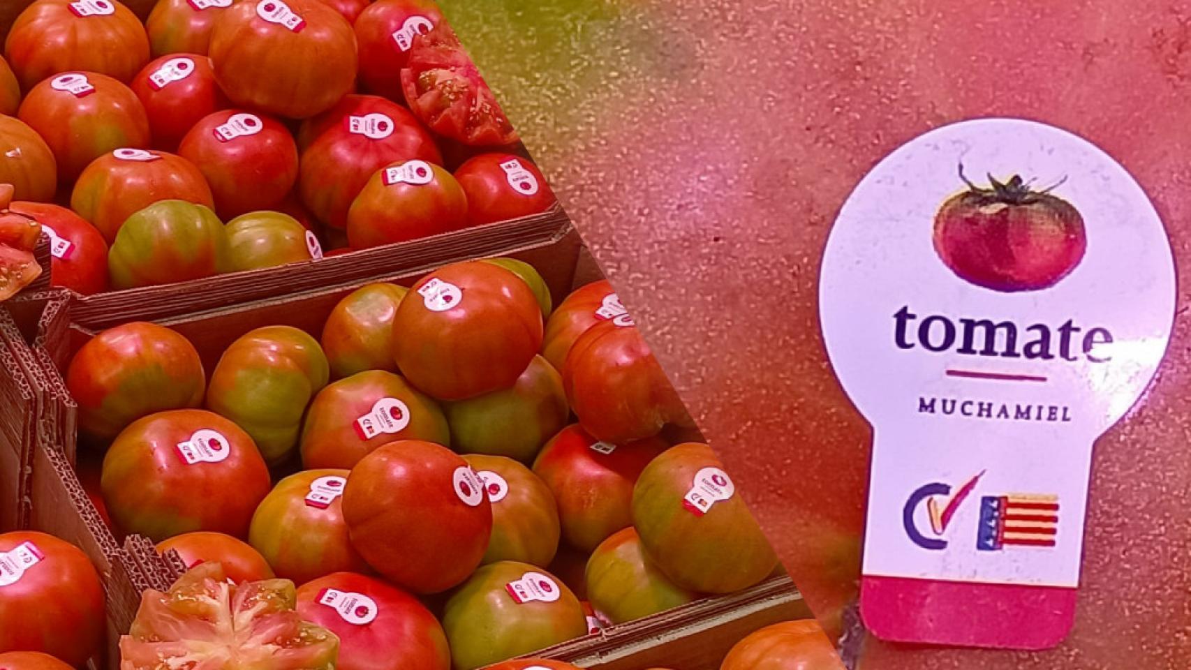 Más de 35.000 kilos en su tercer año: el tomate de Muchamiel crece y consolida su producción anual