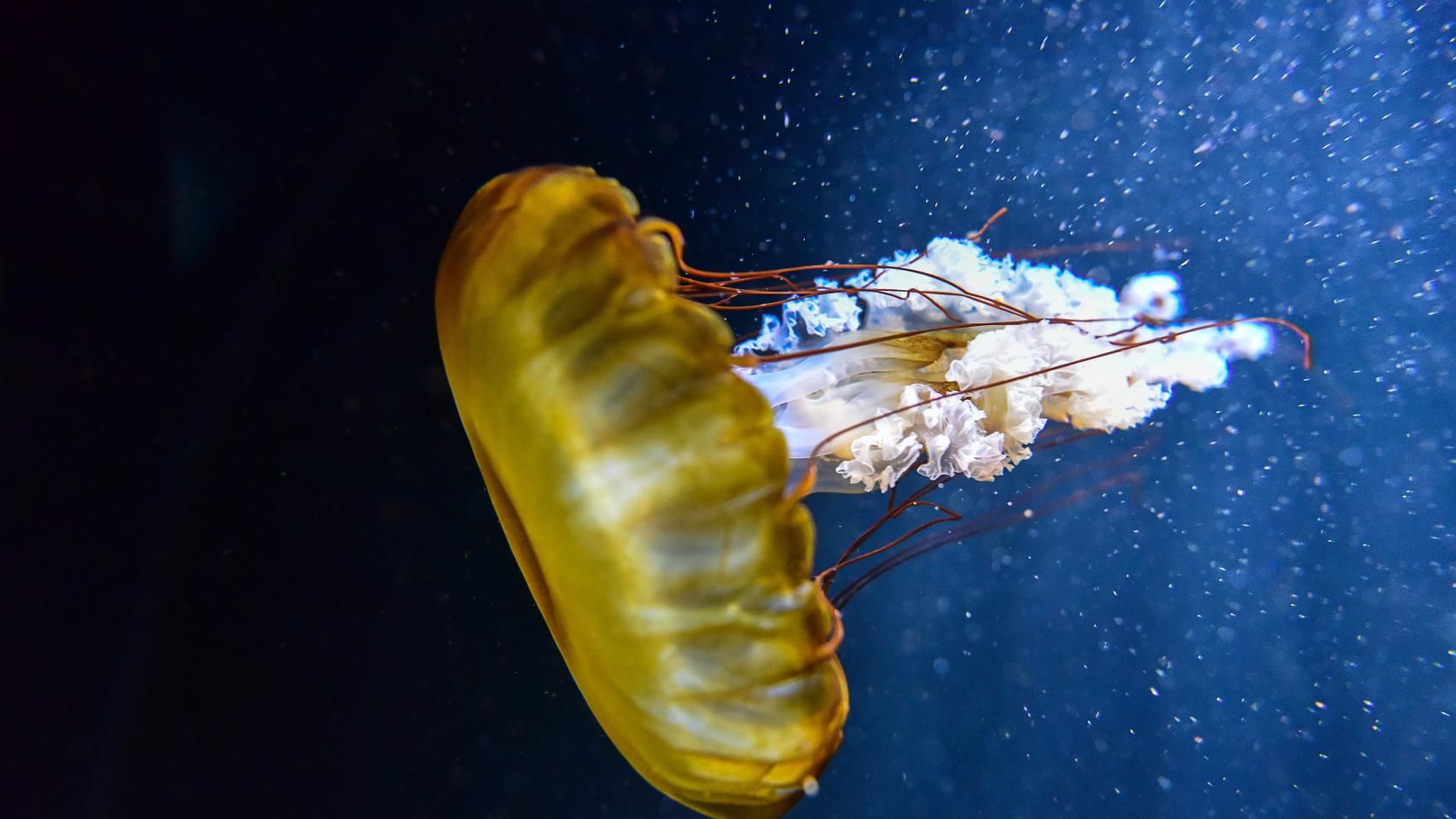 Descubre cuáles son las medusas más frecuentes en España y su grado de ...
