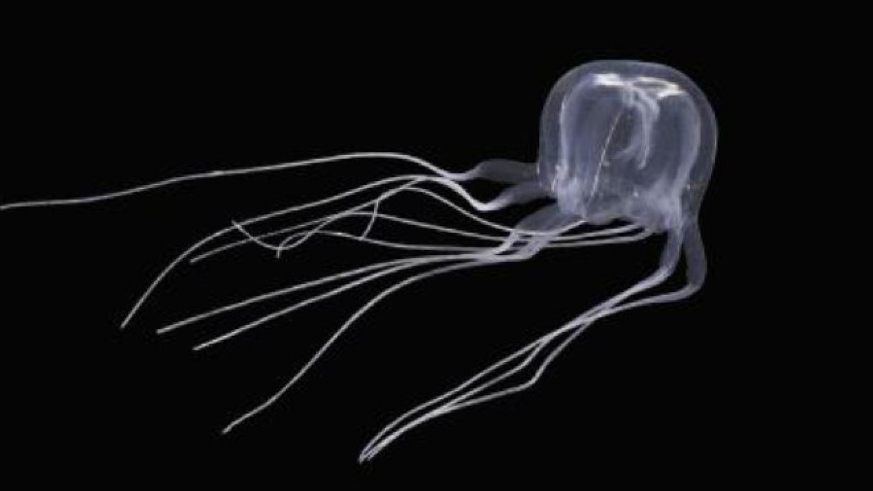 Descubre cuáles son las medusas más frecuentes en España y su grado de ...