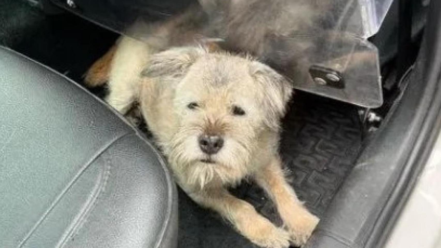 La entrañable historia de la perra Lucky: recorre 163 kilómetros en una ...