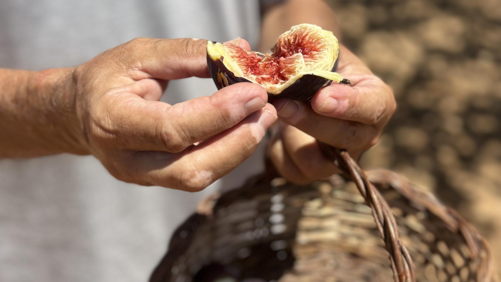 El sabio de los higos que cultiva más de 1.400 variedades de todo el ...