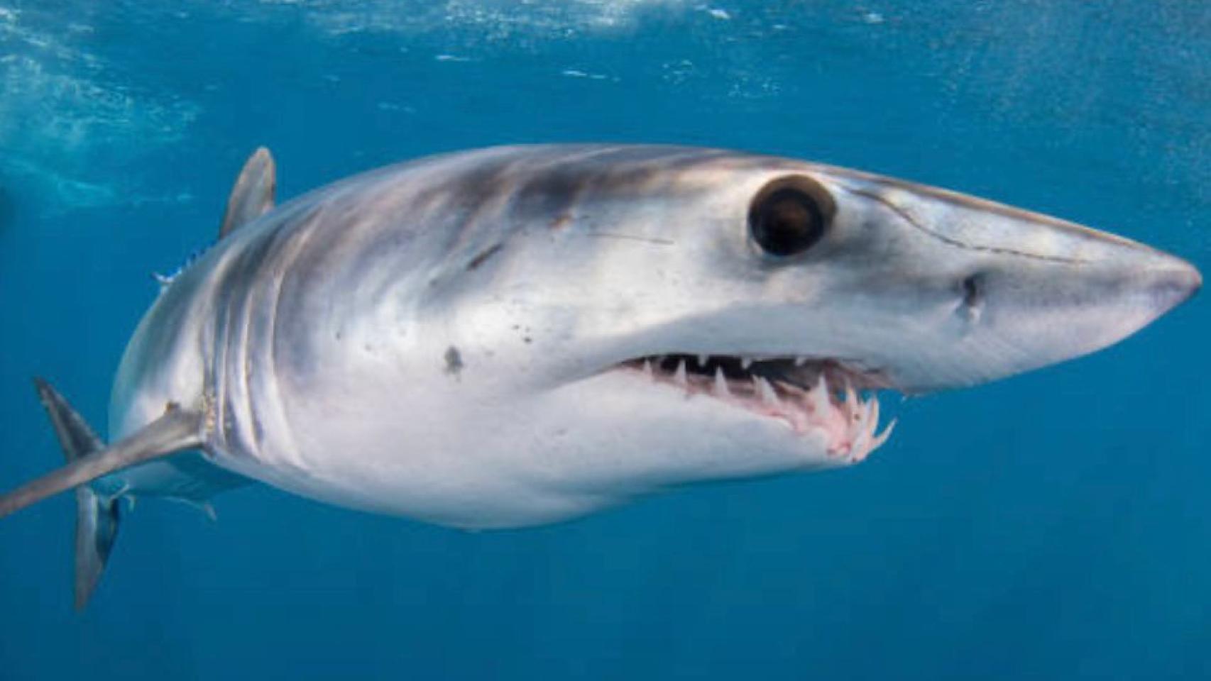 ¿Está el cambio climático detrás del aumento de los ataques de tiburón ...