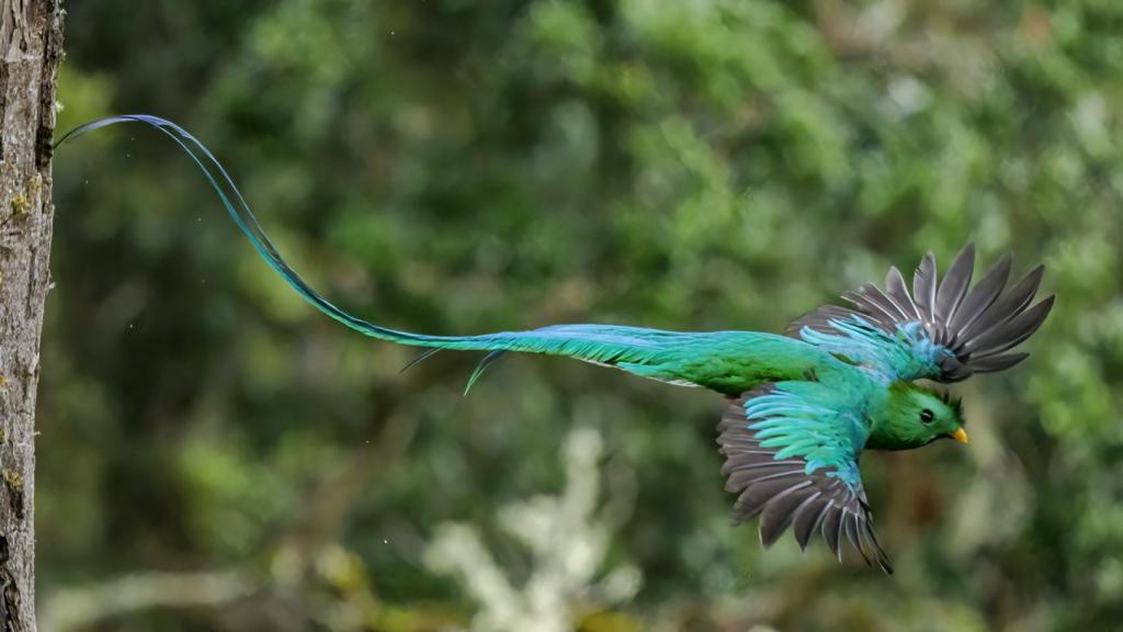 El plan para salvar al pájaro más bonito del mundo: una especie sagrada ...