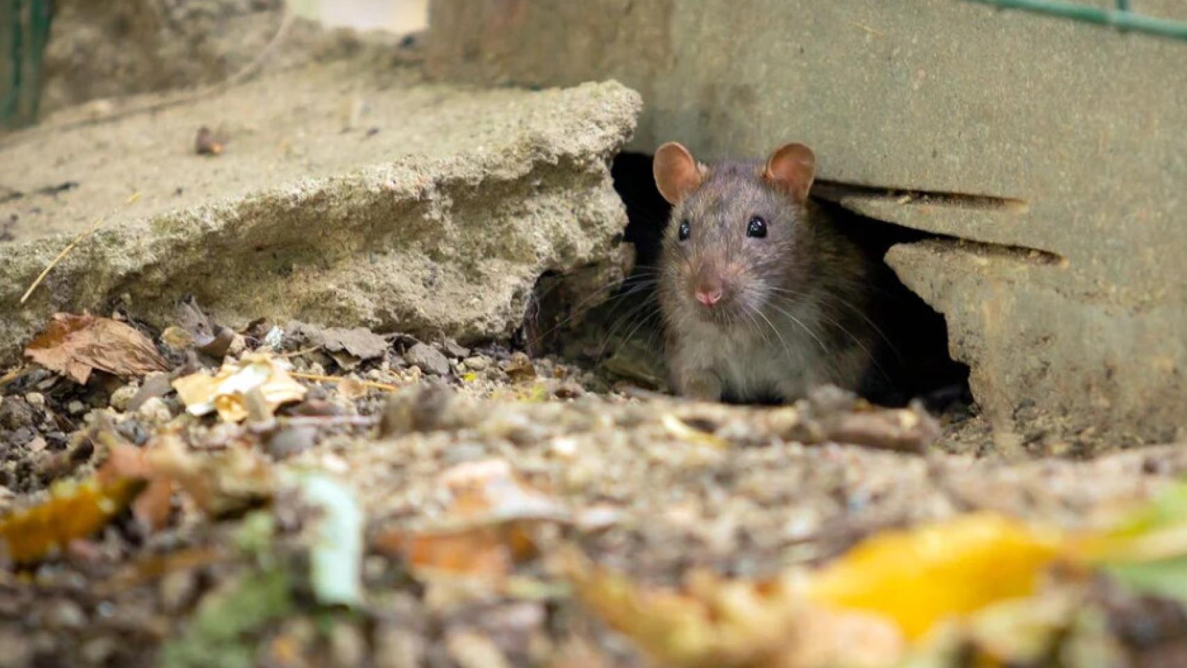 Rutas para ver ratas en Nueva York: la nueva atracción turística que ...