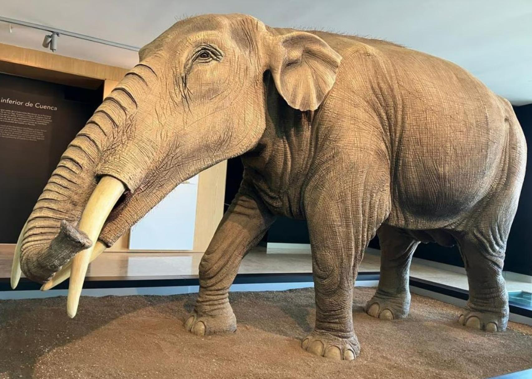 Hallan un cementerio de elefantes prehistóricos en las obras de un ...