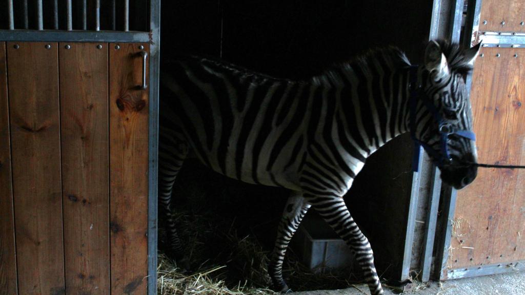 La obra de Xabi Paz: ha comprado una cebra por 10.000 € para cruzarla ...